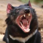Hobart: Full-Day Bonorong Wildlife Sanctuary & Richmond Tour - Who Will Love This Tour?