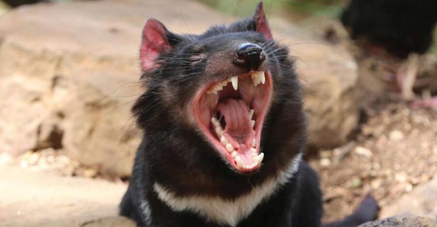 Hobart: Full-Day Bonorong Wildlife Sanctuary & Richmond Tour - Who Will Love This Tour?