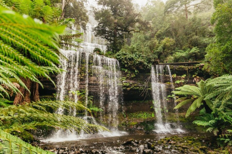 Hobart: Mt Wellington, Mt Field, Bonorong and Richmond Trip - What to Expect: Every Detail