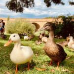 Hobart: nipaluna Half-Day Highlights Tour - Who Will Love This Tour?