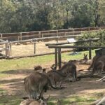 Hobart Shore Excursion Aussie Wildlife and Sighseeing Shared Tour - Who This Tour Is Best For
