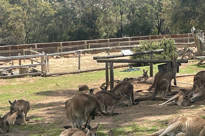 Hobart Shore Excursion Aussie Wildlife and Sighseeing Shared Tour - Who This Tour Is Best For