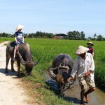 Hoi An : Half day Biking, Buffalo riding and Basket boat - What’s Included and What to Prepare