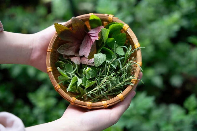 Hoi An Hidden Gem: Vietnamese Coffee Making x Local Herbal - Who Will Love This Experience?