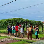 Hoi An: Trà Qu Village Cafe Tour with Local Guided - The Journey to Trà Qu: What to Expect