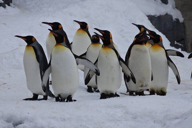 Hokkaido Asahiyama Zoo and Blue Pond Elf Terrace Day Trip - Real Traveler Insights: What to Expect