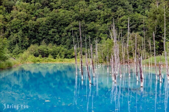 Hokkaido Day Trip From Sapporo: Asahiyama Zoo to Ningle Terrace - Authenticity and Traveler Experience
