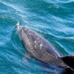 Hole in the Rock Dolphin Cruise Tour Round Trip from Auckland - FAQs