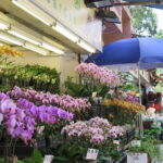 Hong Kong Private Shore Excursion 4/6hrs (with car - MPV) - What Real Travelers Say