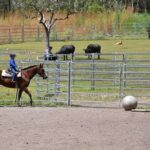 Horse Riding Adventure in the Outback - Authentic Experiences Highlighted in Reviews
