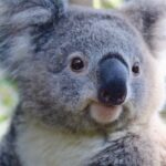 Horse Riding, Koalas & Kangaroos - Wild Australia: Private Tour - Horse Riding and Natural Beauty at Glenworth Valley