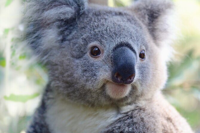 Horse Riding, Koalas & Kangaroos - Wild Australia: Private Tour - Horse Riding and Natural Beauty at Glenworth Valley