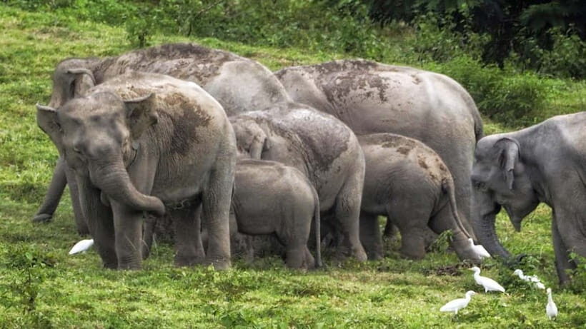 HUA HIN : Kui Buri Elephant Safari Tour (Private 2 or 3 pax) - How the Day Unfolds