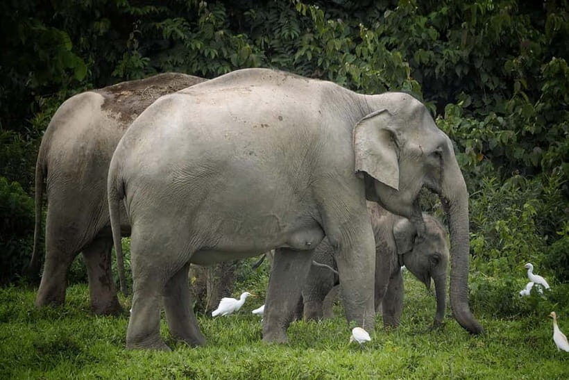 Hua Hin: Kui Buri National Park Wild Elephant Watching - Analyzing the Value: Is it Worth It?