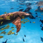 Hulhumale: Snorkeling Experience Nurse Shark - The Value of This Experience
