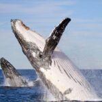 Humpback Whale Encounter Tour from Newcastle - The Value: How Does It Stack Up?
