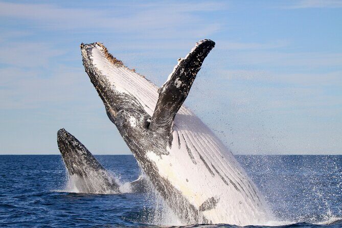 Humpback Whale Encounter Tour from Newcastle - The Value: How Does It Stack Up?