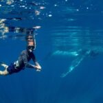 Humpback Whale Safari - Authentic Reviews from Tour Participants