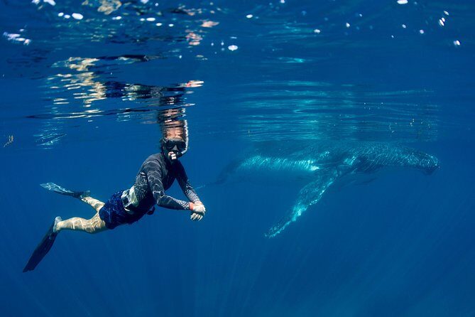 Humpback Whale Safari - Authentic Reviews from Tour Participants