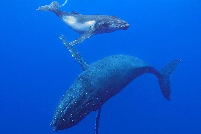 Humpback Whale Swim from Tongatapu island with transfers & lunch - A Close Look at the Experience