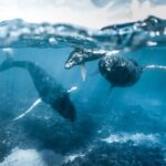 Humpback whale watching and marine life in Moorea - The Itinerary in Detail