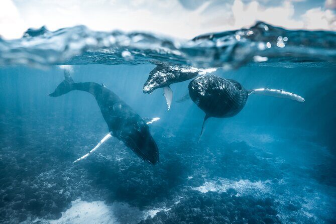 Humpback whale watching and marine life in Moorea - The Itinerary in Detail