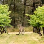Hunter Valley: McCaffrey's Estate Wine Tasting Experience - FAQ