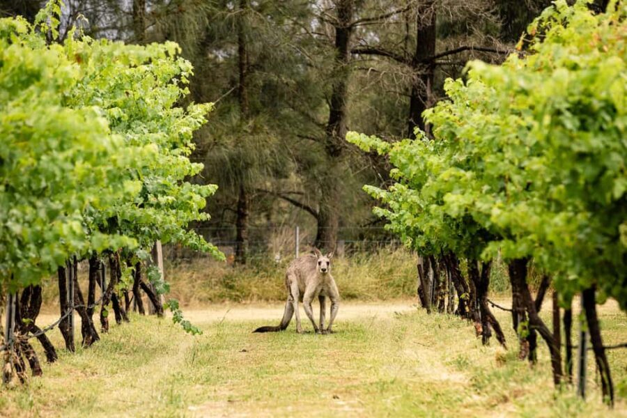 Hunter Valley: McCaffrey's Estate Wine Tasting Experience - FAQ