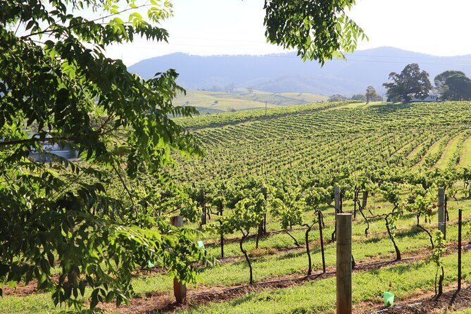 Hunter Valley Premium Tastings with Lunch - What Makes This Tour Stand Out?
