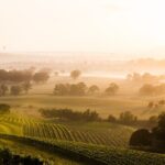 Hunter Valley Winery - Premium Tasting for Private Group Tours - Who Would Love This Tour?
