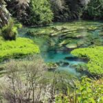 Hunua Falls and Blue Springs (Te Waihou): Private Tour - What Travelers Can Expect