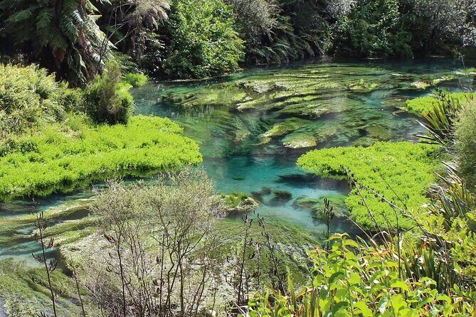 Hunua Falls and Blue Springs (Te Waihou): Private Tour - What Travelers Can Expect