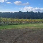Huon Valley Wine and Cider Tour - Hobart and SE Tasmania - Analyzing the Value