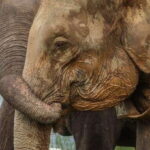 Hurulu Eco Park Habarana Elephant Safari including tickets - The Guides and Their Impact