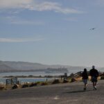 Iconic Wildlife Tour with Yellow Eyed Penguins & Royal Albatross - Deep Dive: Why This Tour Excels