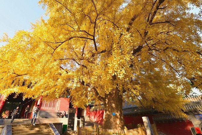 Independent Tour to Shaolin Temple and Longmen Grottoes from Zhengzhou - Detailed Review of the Tour Experience