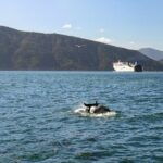 InterIslander Ferry - Picton to Wellington - Practicalities and Value