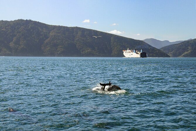 InterIslander Ferry - Picton to Wellington - Practicalities and Value