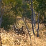 Intimate Blue Mountains Wild Kangaroos & Sunset for Nature Lovers - An In-Depth Look at the Blue Mountains Wilderness Tour