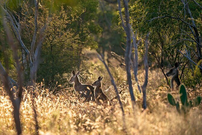 Intimate Blue Mountains Wild Kangaroos & Sunset for Nature Lovers - An In-Depth Look at the Blue Mountains Wilderness Tour