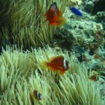 Introductory Scuba Dive experience - Whitetip Marine Adventures - What You’ll Experience in the Water