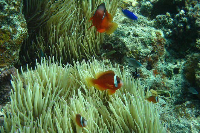 Introductory Scuba Dive experience - Whitetip Marine Adventures - What You’ll Experience in the Water