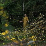 Iriomote Island Limited Time Yaeyama Firefly Viewing Tour - Authentic and Educational Findings