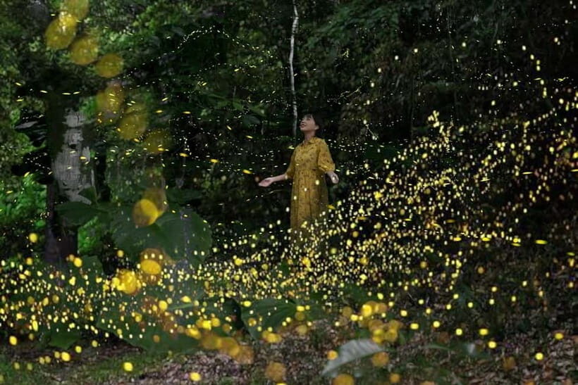 Iriomote Island Limited Time Yaeyama Firefly Viewing Tour - Authentic and Educational Findings