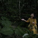 Ishigaki Island: Yaeyamahime Firefly Viewing Tour - Who Is This Tour Best For?