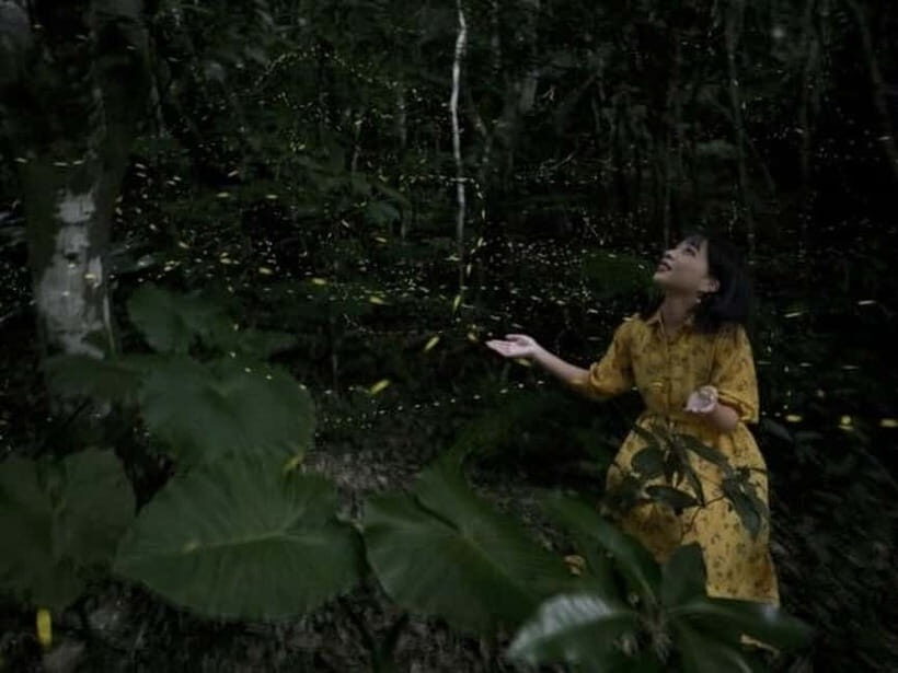 Ishigaki Island: Yaeyamahime Firefly Viewing Tour - Who Is This Tour Best For?