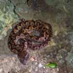 Ishigaki: Jungle Walk and Stargazing Night Tour - The Star Gazing Experience