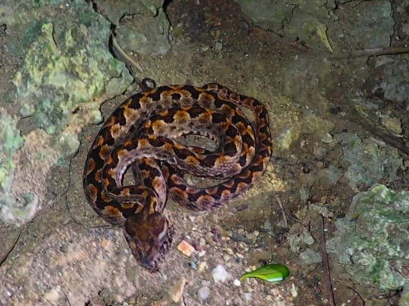 Ishigaki: Jungle Walk and Stargazing Night Tour - The Star Gazing Experience