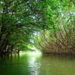Ishigaki: Mangrove SUP or Canoe & Phantom Island Snorkeling - Who Will Love This Tour?