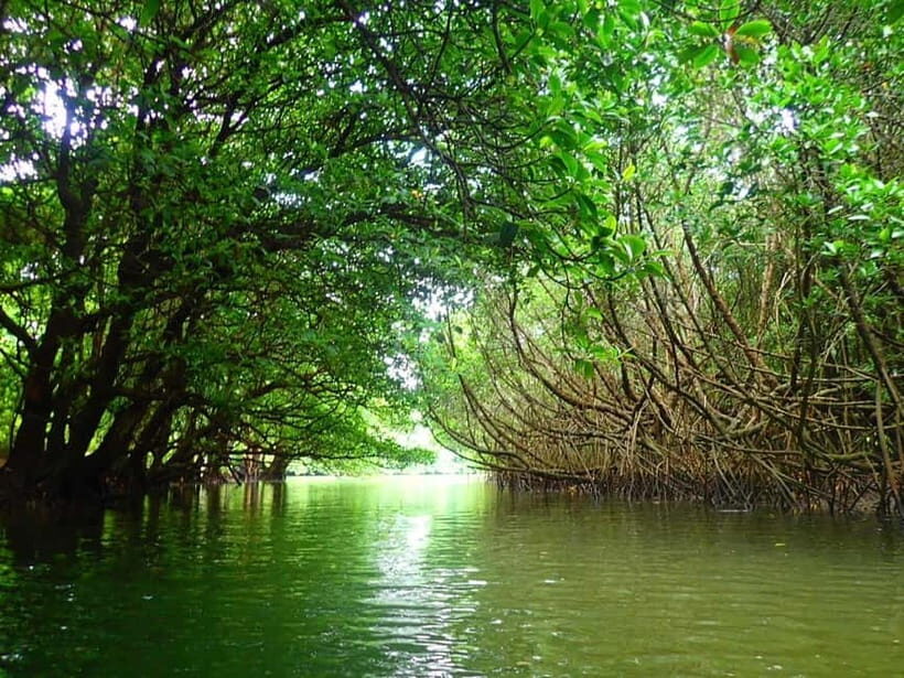 Ishigaki: Mangrove SUP or Canoe & Phantom Island Snorkeling - Who Will Love This Tour?